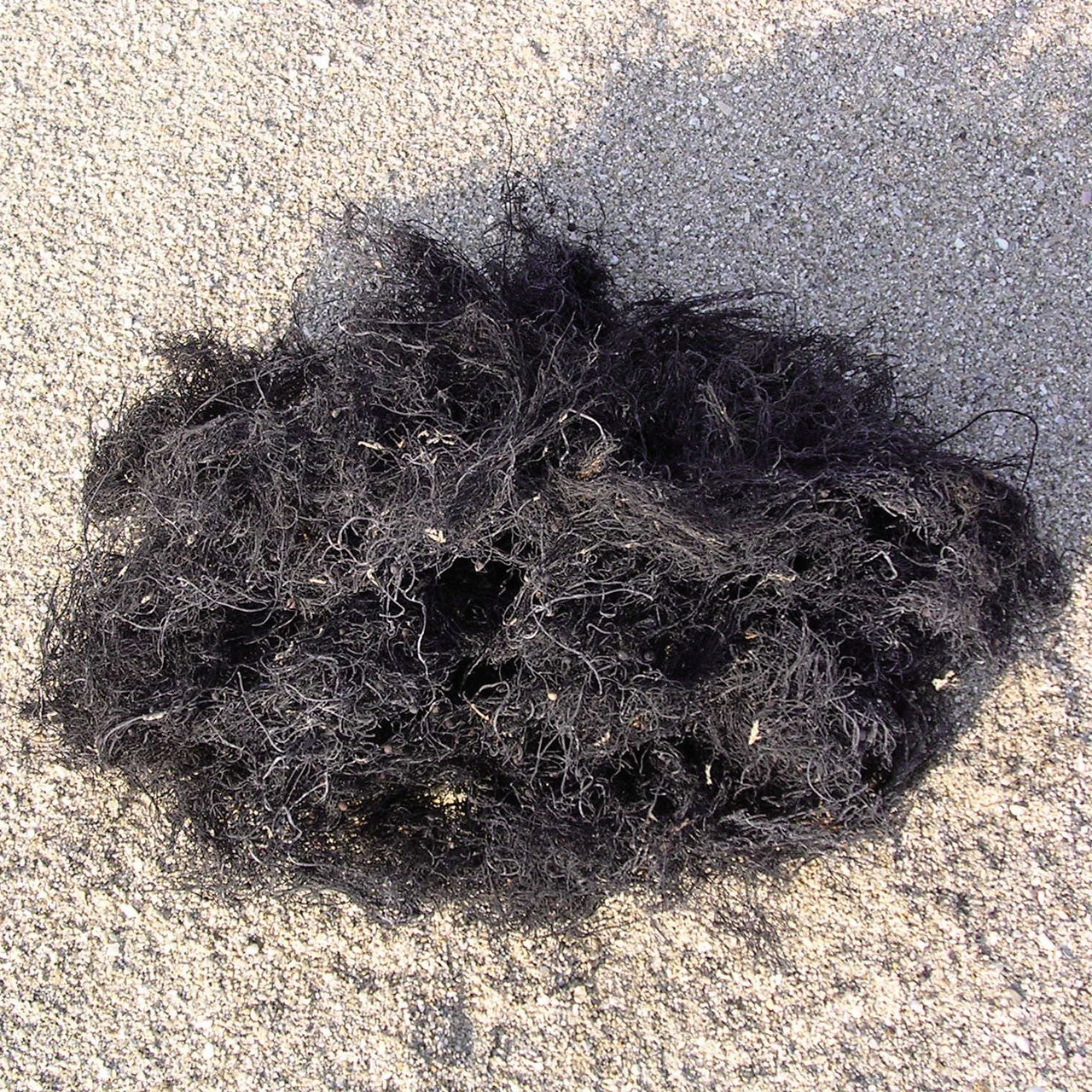 Condiments — MTC Kitchen