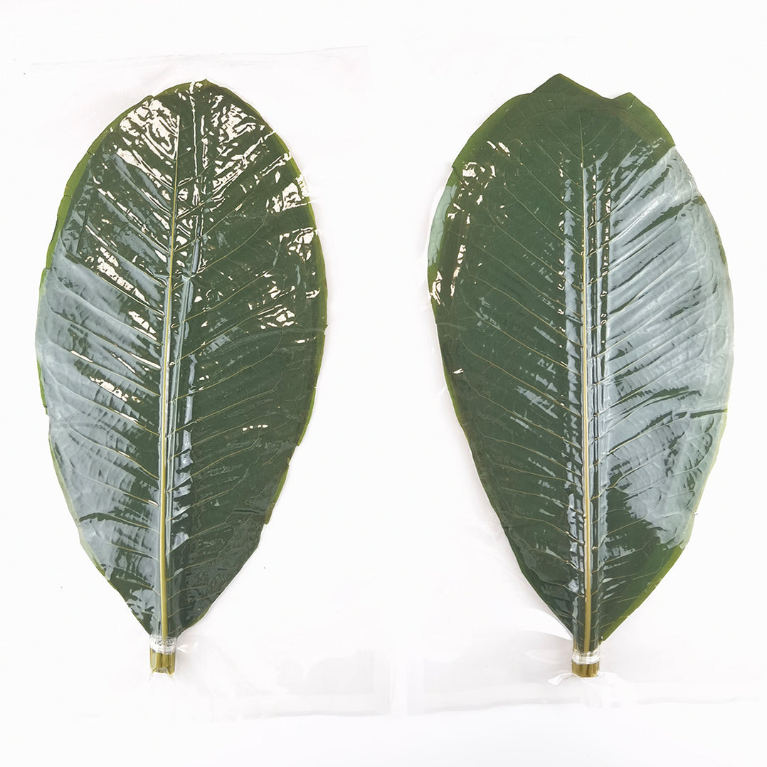 Biodegradable Fresh Hoba Leaves Serving Sheet (20 pcs) — MTC Kitchen